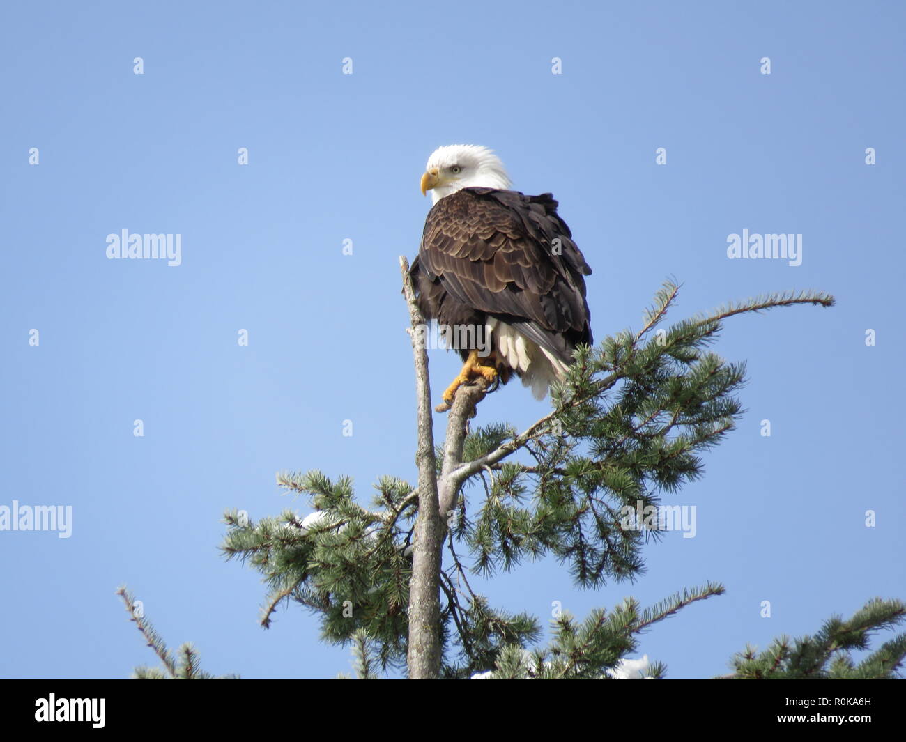 Bald eagles classification hi-res stock photography and images - Alamy