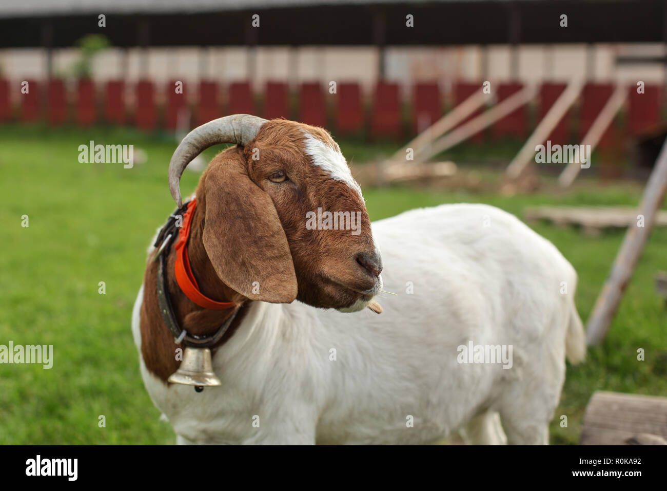Anglo Nubian / Boer goat, looking to side, farm structure in background ...
