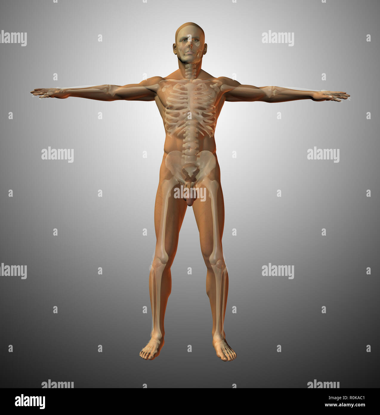Male anatomy. Skeleton Stock Photo - Alamy