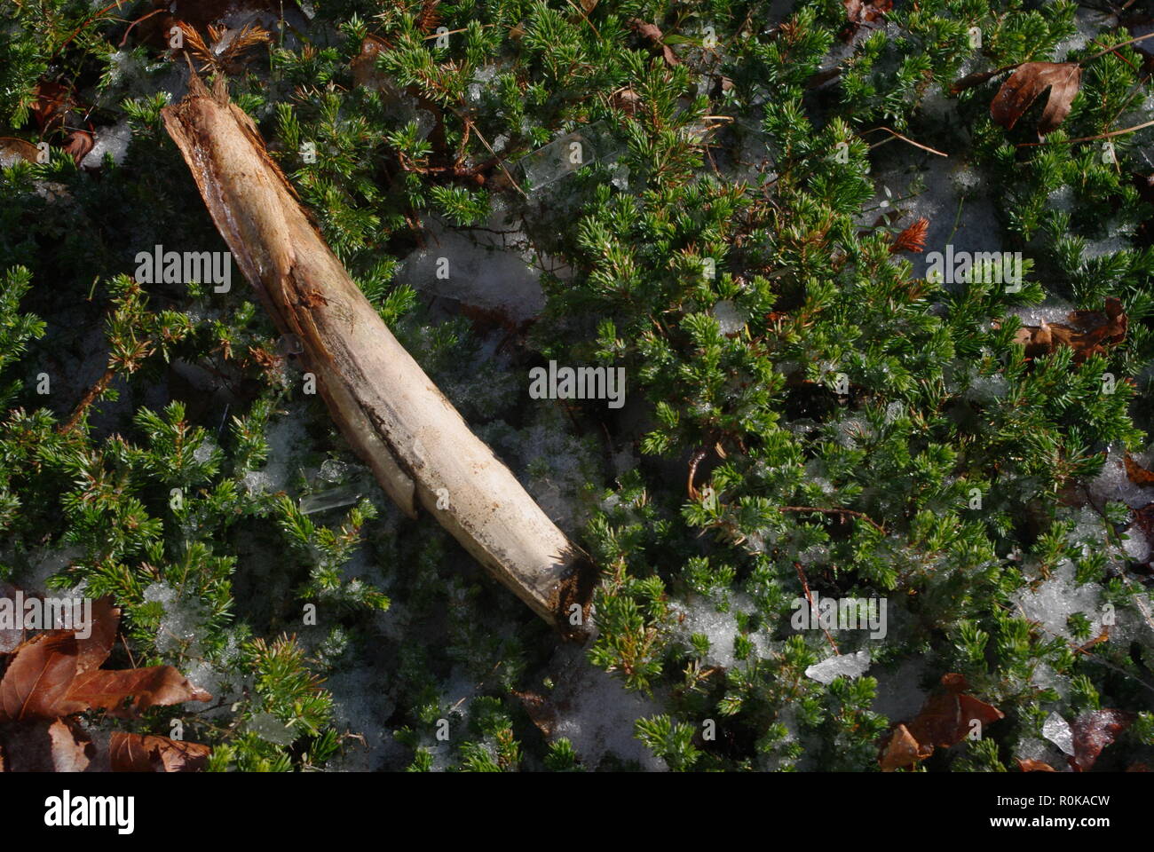Stick on Snow and Shrubbery Stock Photo - Alamy