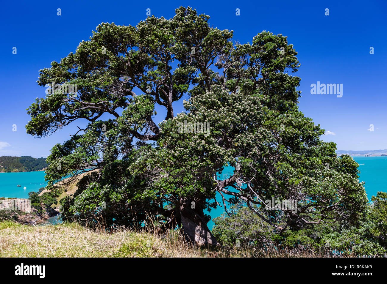Outdoor chrismas tree hi-res stock photography and images - Alamy
