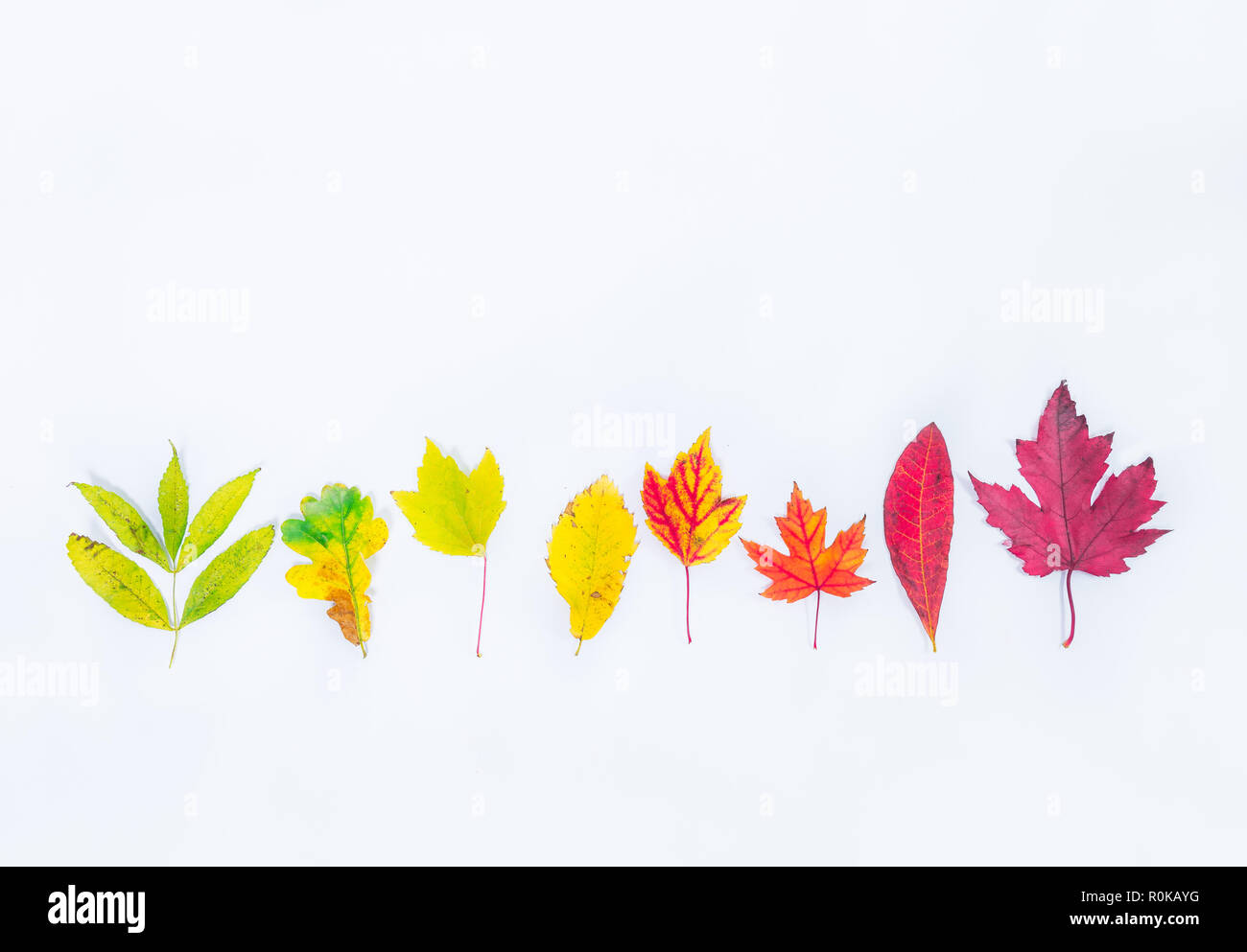 Different Types Of Fall Leaves