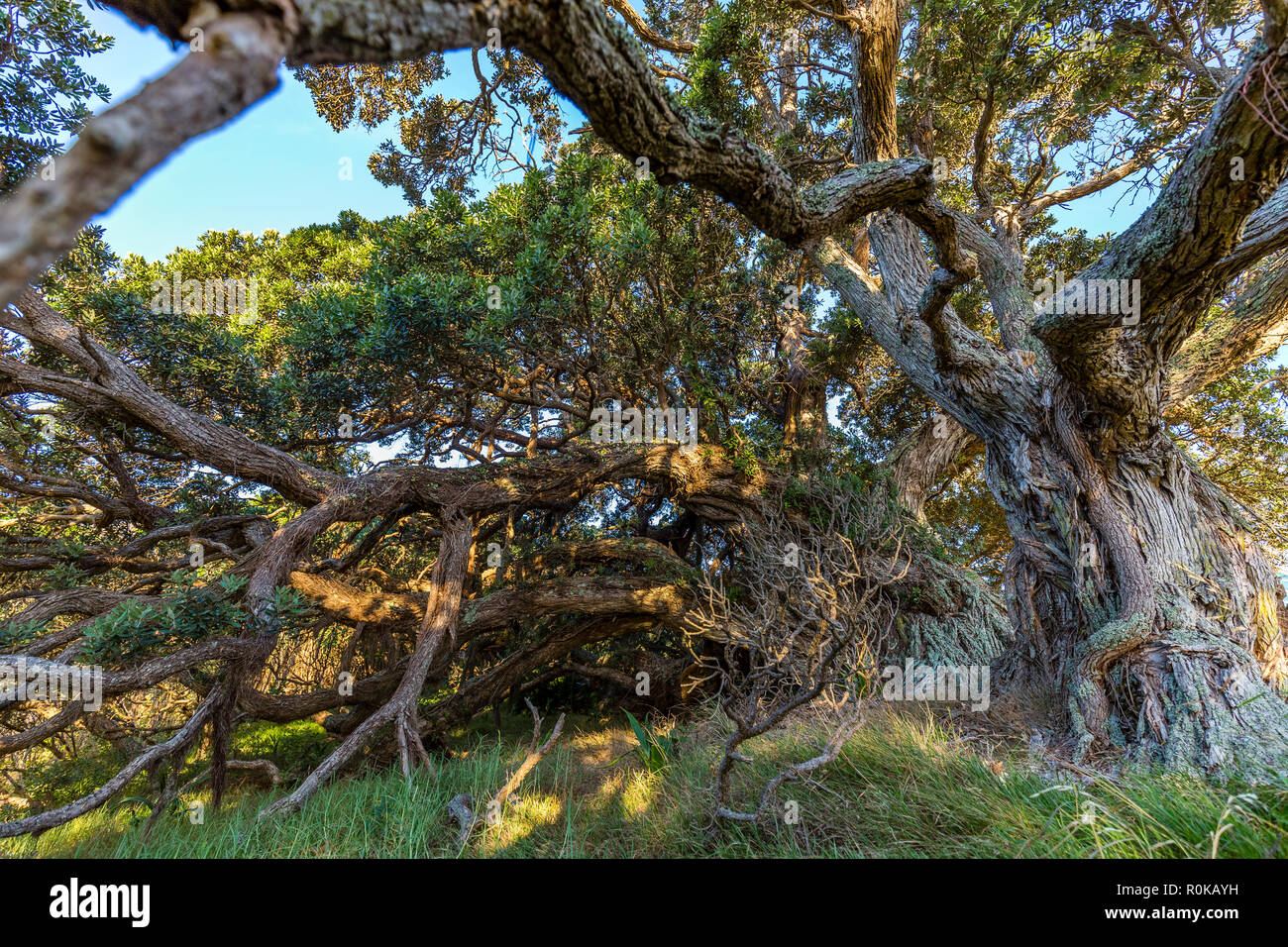 Old Tree at Waiheke Island, New Zealand Stock Photo - Alamy