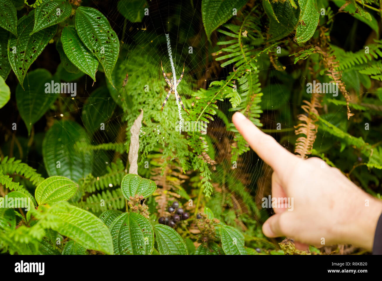 Dangerous spider on Boh tea plantation in Cameron Highlands mountains ...