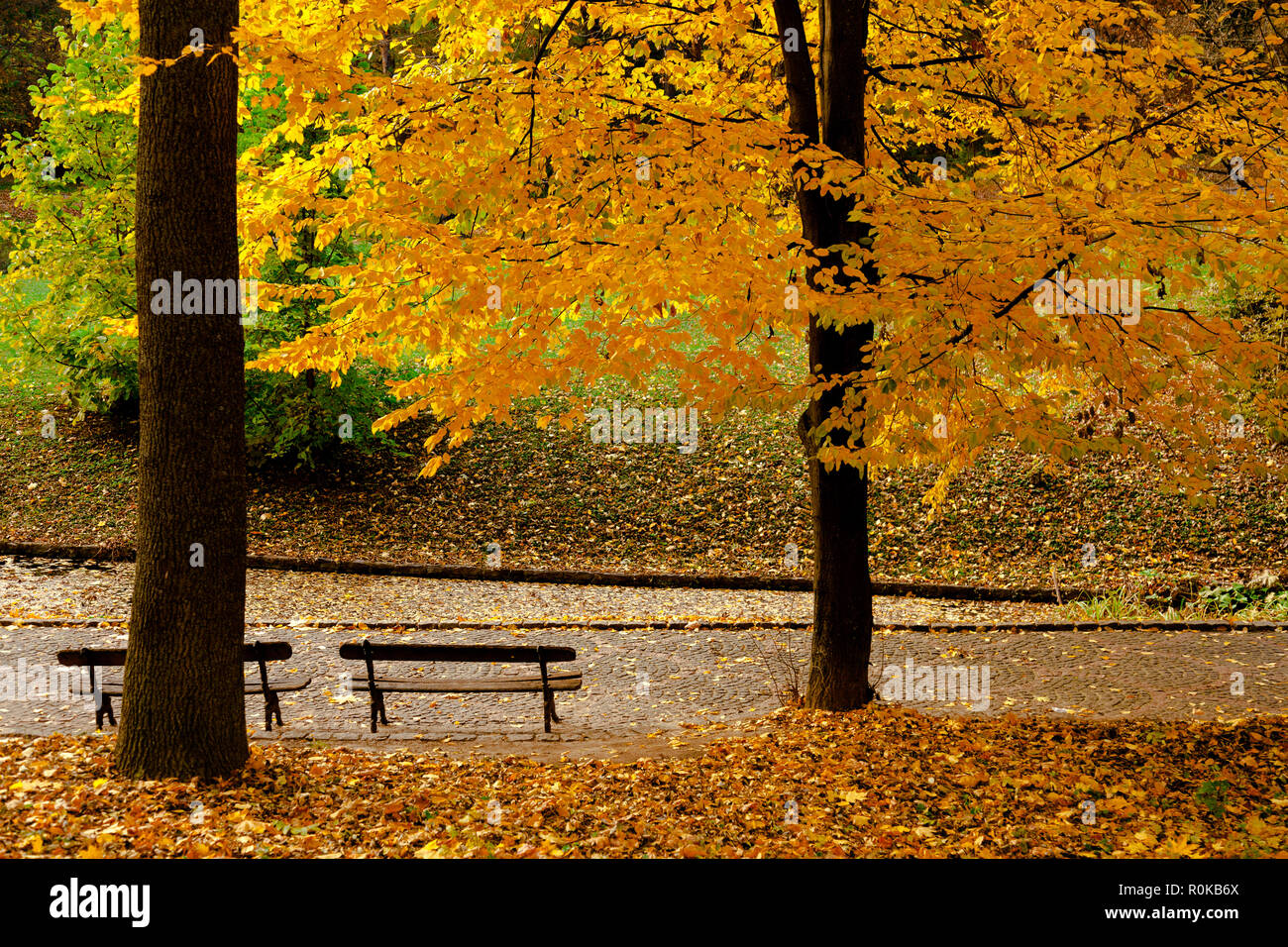 yellow leaves autumn Ukraine Uman Sophia Park Stock Photo - Alamy