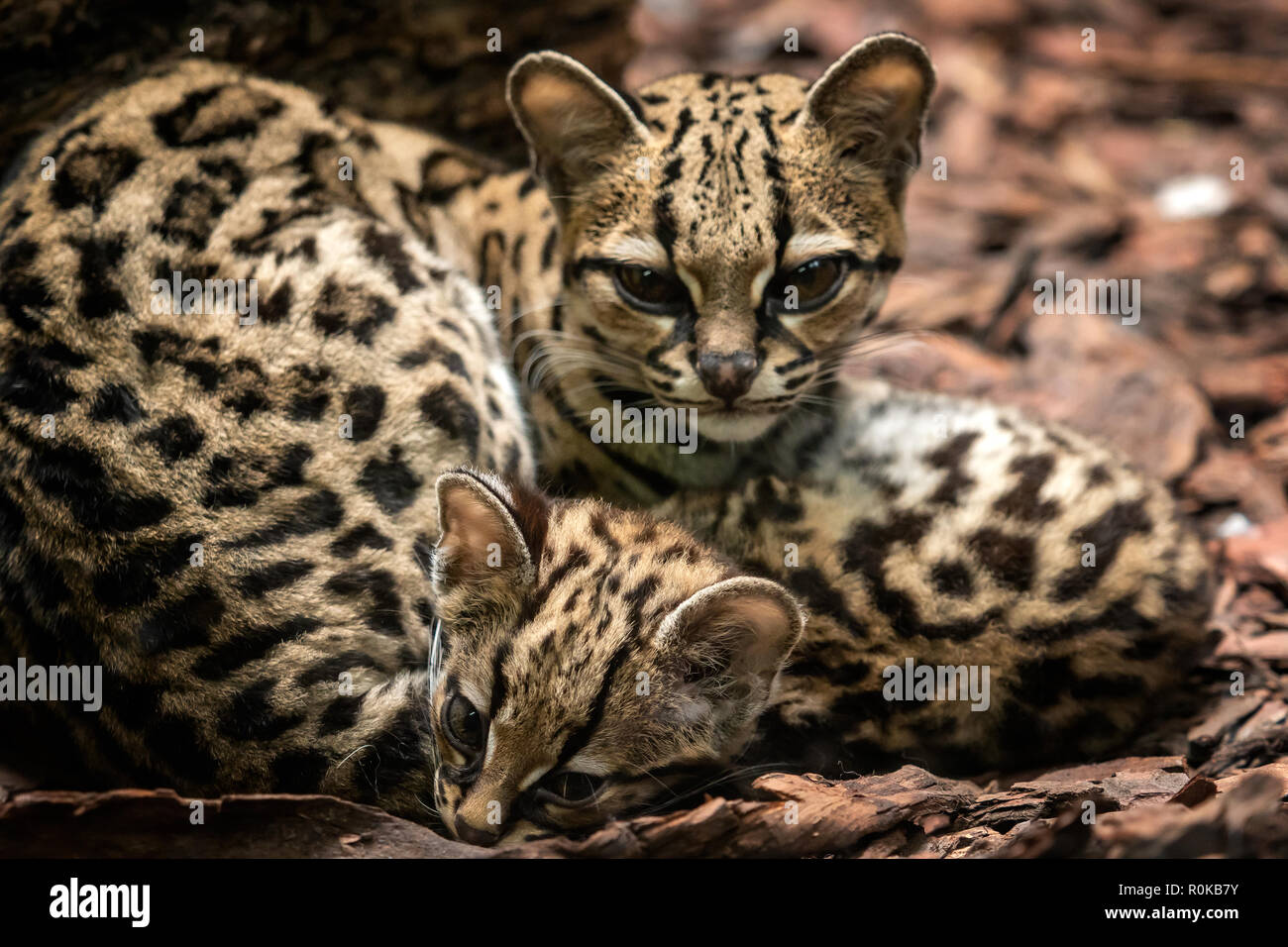 Margay Cat