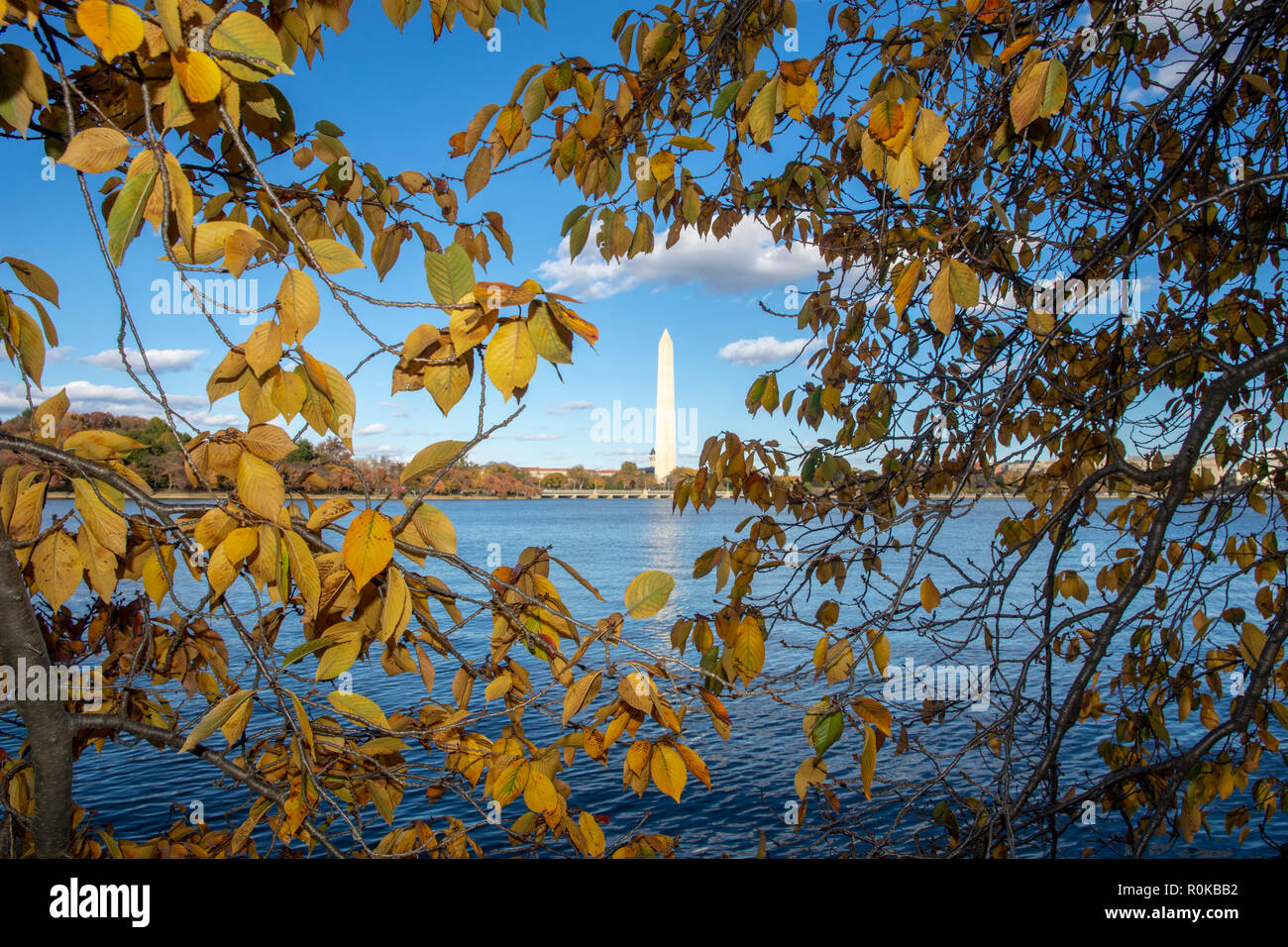 DC's famed cherry trees celebrate autumn with colorful fall folilage ...