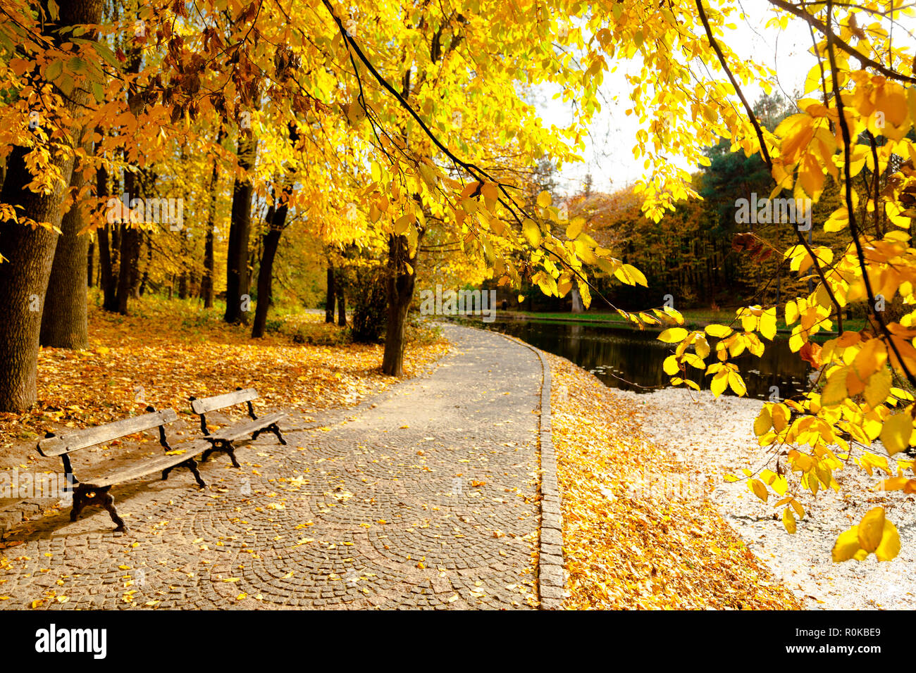yellow leaves autumn Ukraine Uman Sophia Park Stock Photo - Alamy
