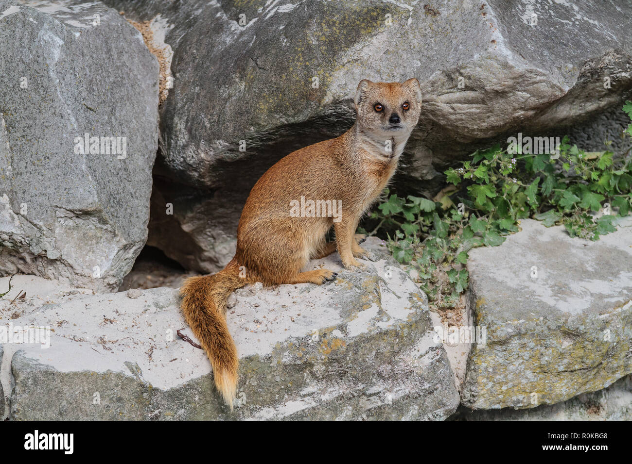 Mangouste hi-res stock photography and images - Alamy