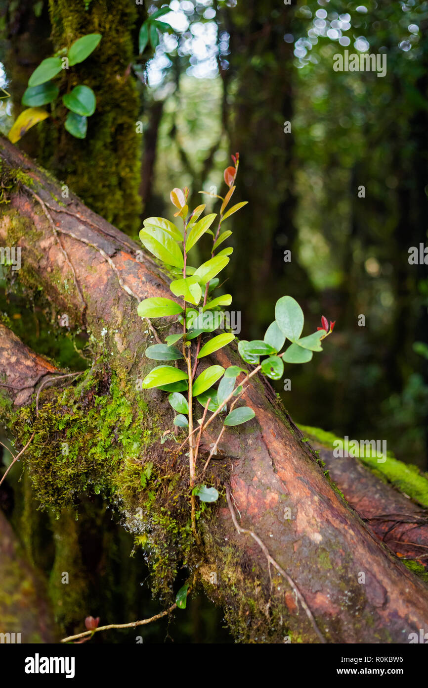 View forest taken during jungle hi-res stock photography and images - Alamy