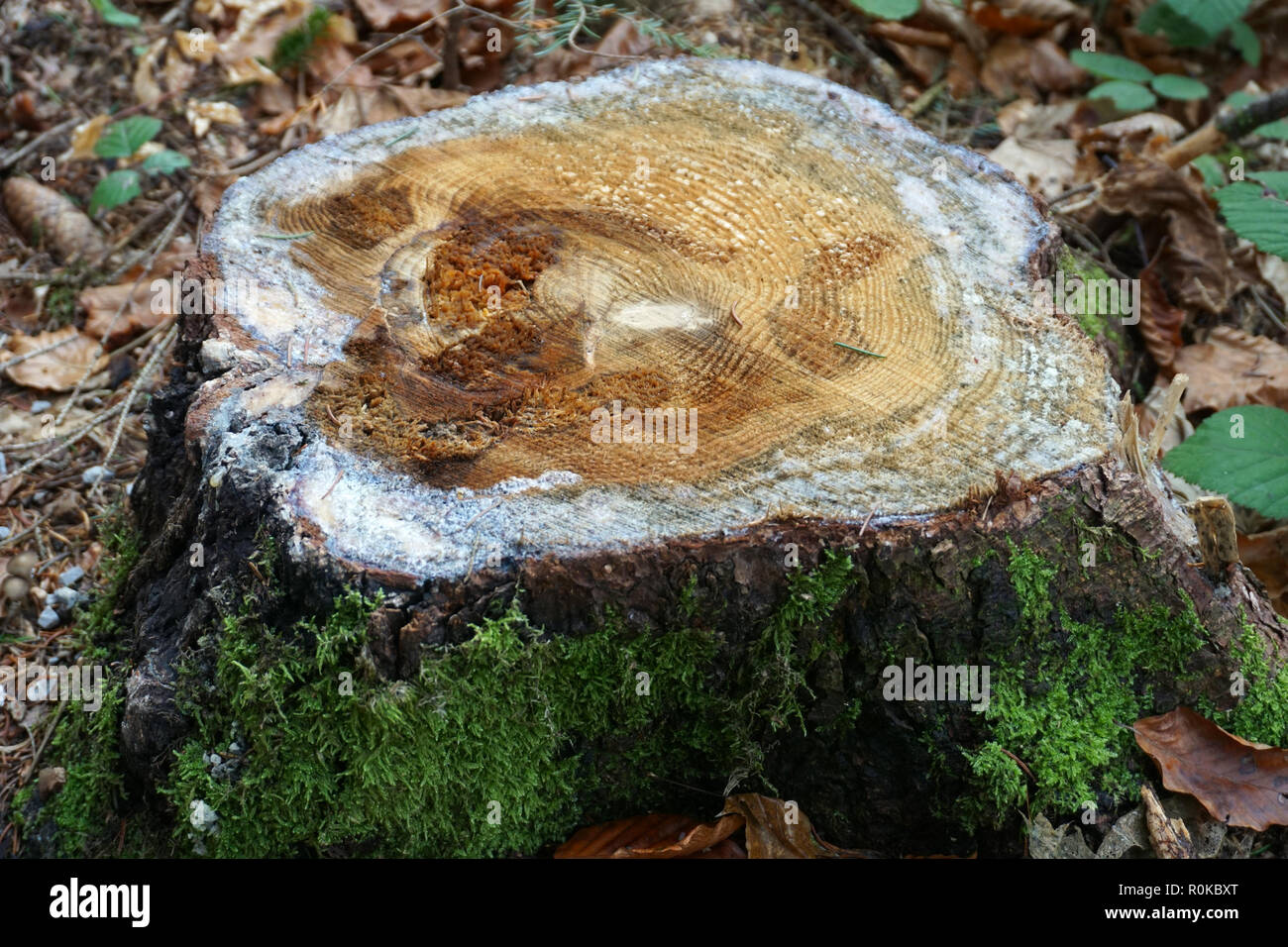 Old rotten tree stump with green moss and rings on it. Forest diseases ...