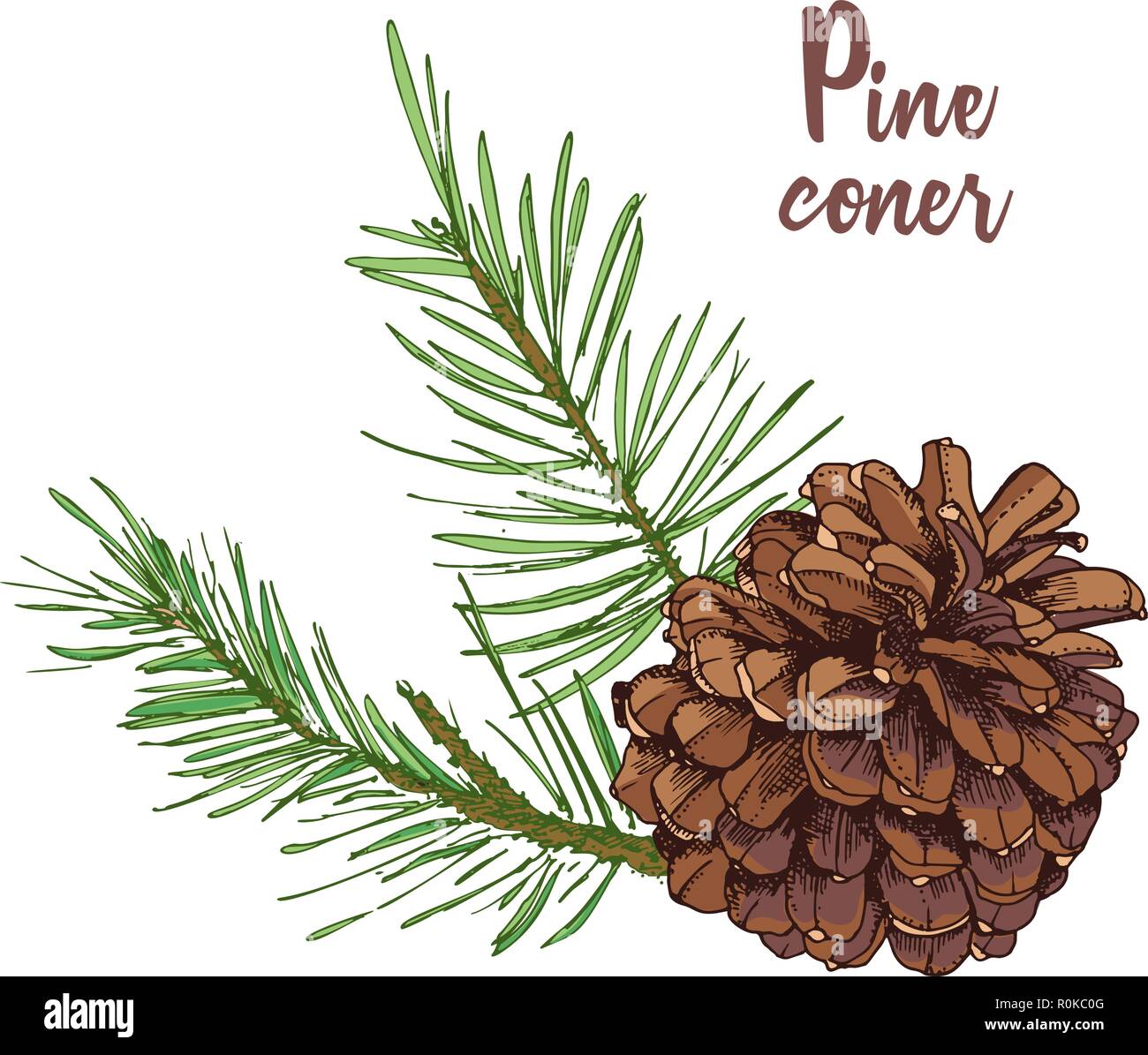 Realistic Botanical ink sketch of colorful fir tree branches with pine ...