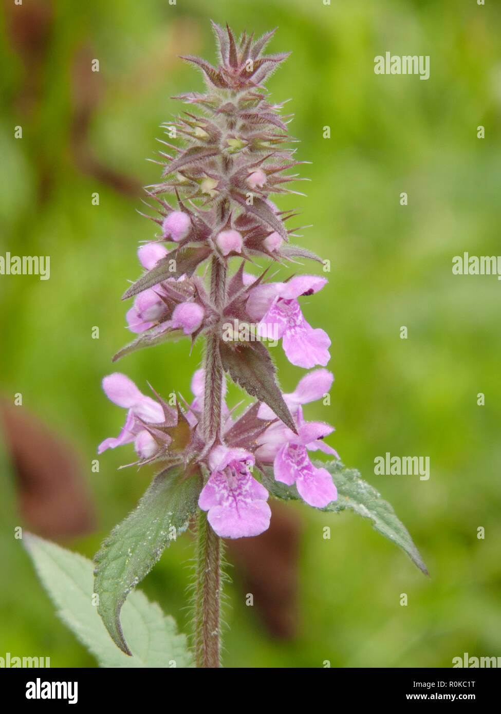 Hedge Woundwort Wildflower Plant ( Stachys sylvatica ) in Flower During ...