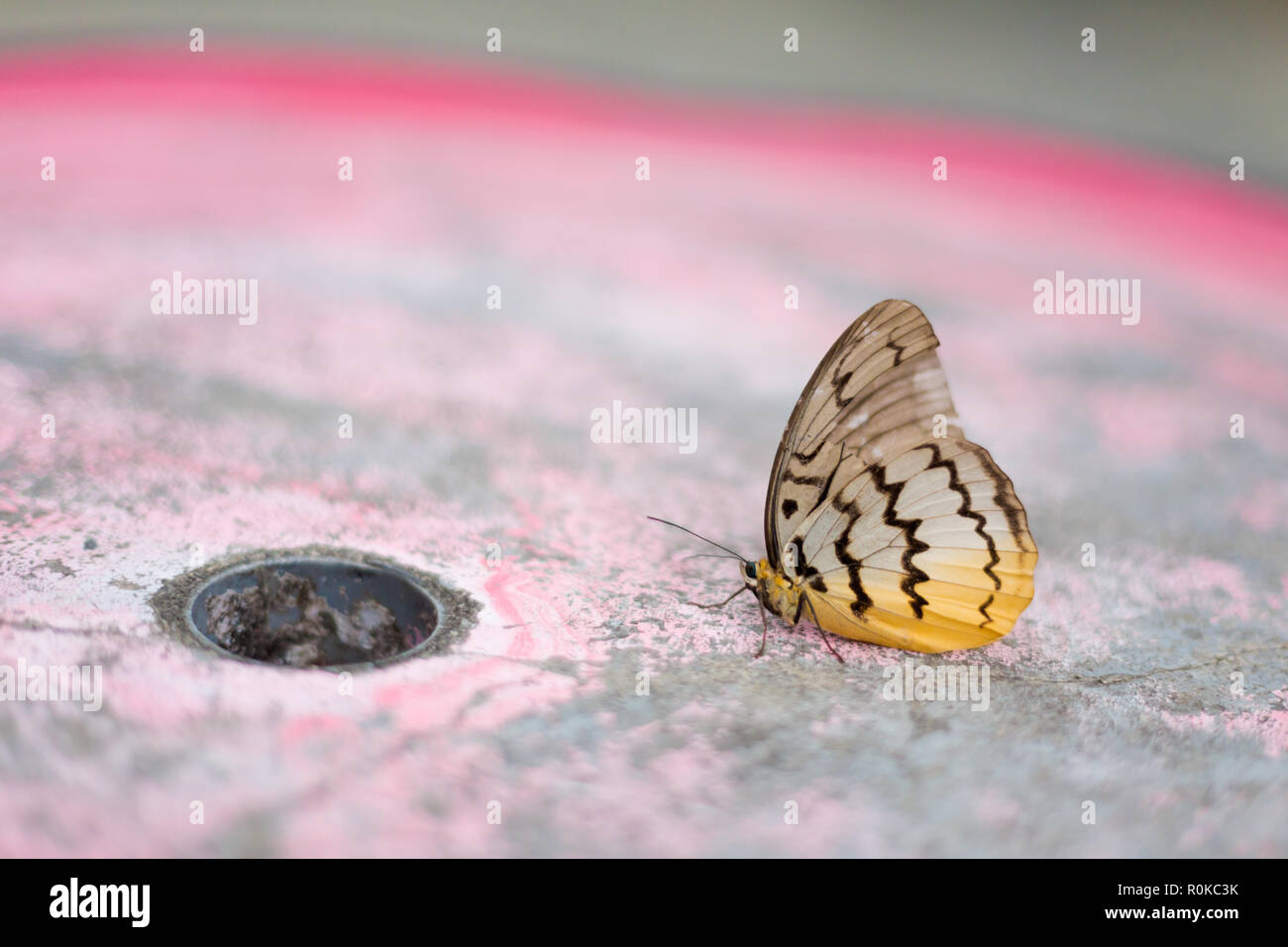 Cameron highland butterfly farm hi-res stock photography and images - Alamy