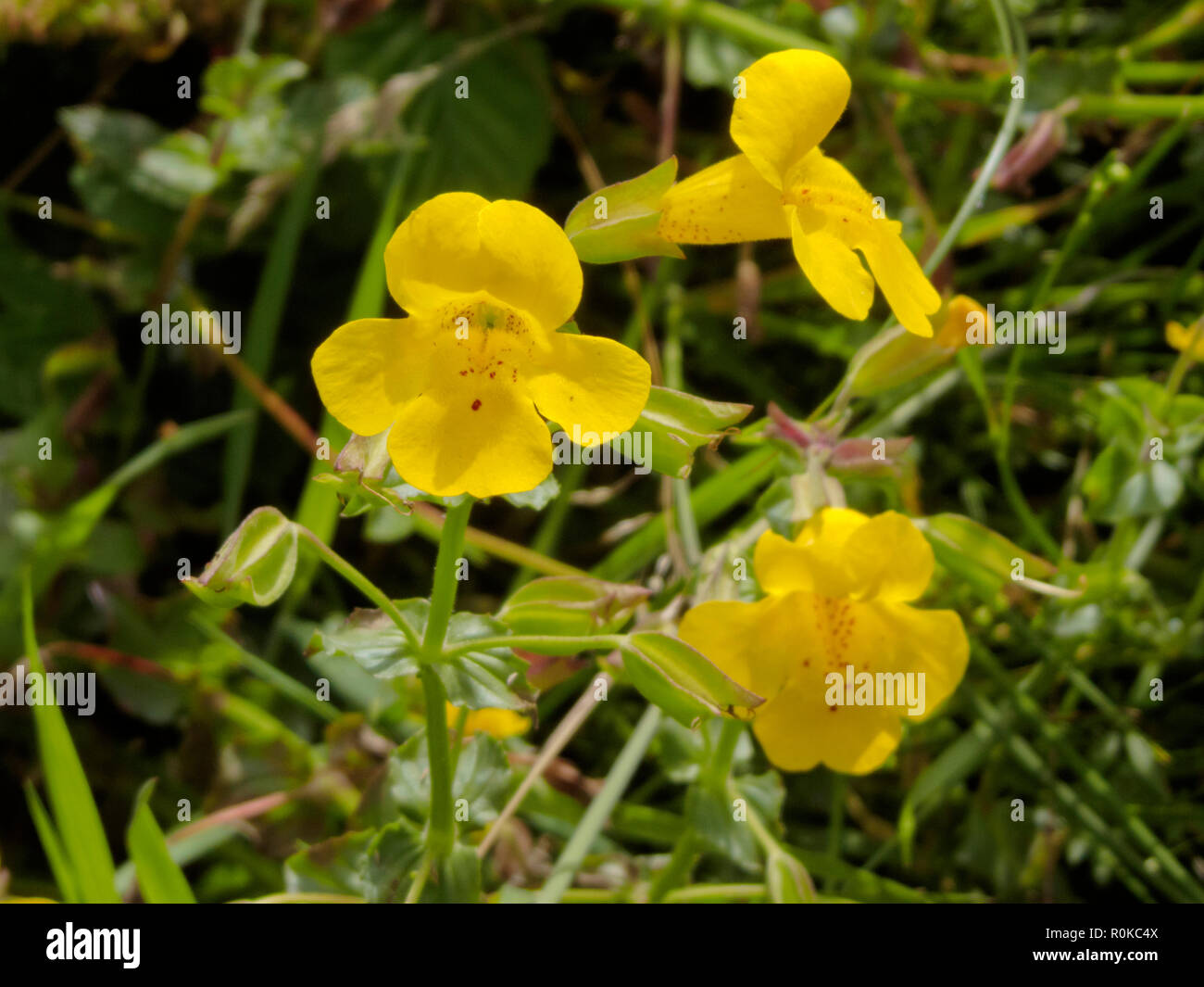 Yellow monkeyflower mimulus guttatus hi-res stock photography and ...