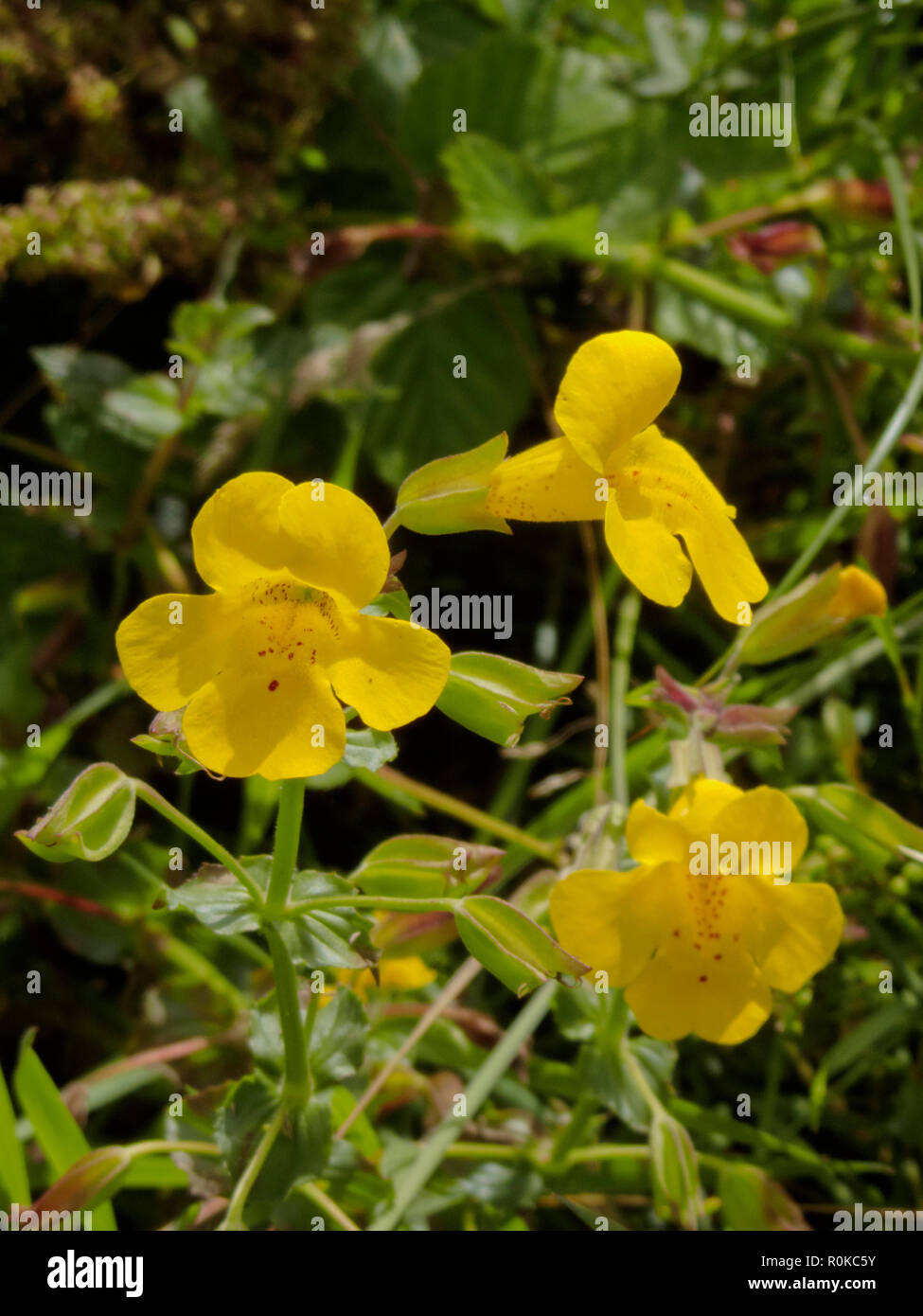 Yellow monkeyflower mimulus guttatus hi-res stock photography and ...
