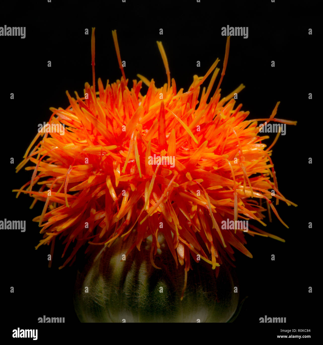 Carthamus tinctorius hi-res stock photography and images - Alamy