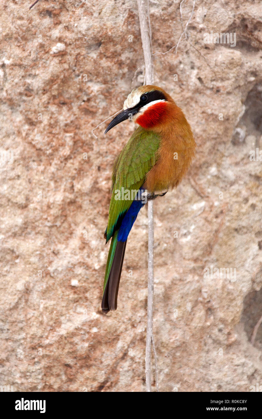 The White-fronted Bee-Eater, is a common member of the colourful bee ...