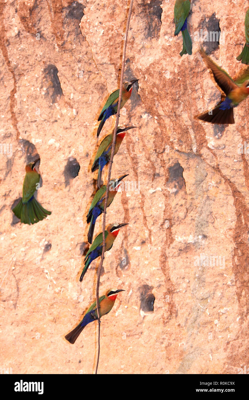 The White-fronted Bee-Eater, is a common member of the colourful bee ...