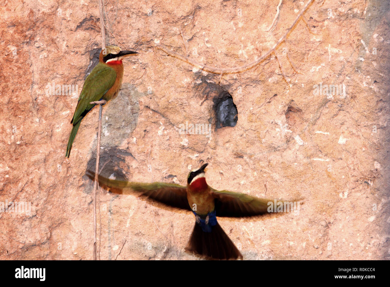 The White-fronted Bee-Eater, is a common memeber of the colourful bee ...