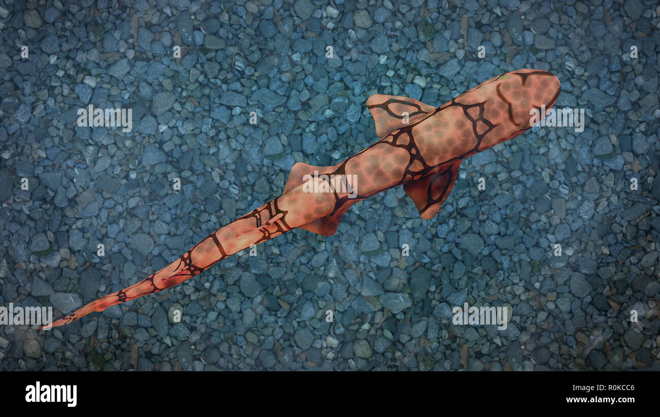 Chain catshark chain dogfish hi-res stock photography and images - Alamy