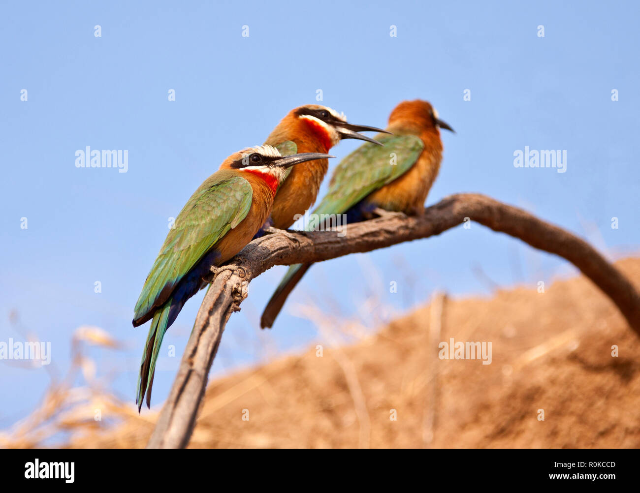 Merops b bullockoides hi-res stock photography and images - Alamy