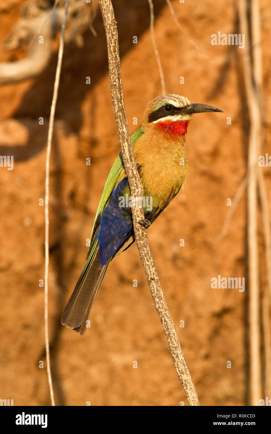 Cooperative nesting hi-res stock photography and images - Alamy