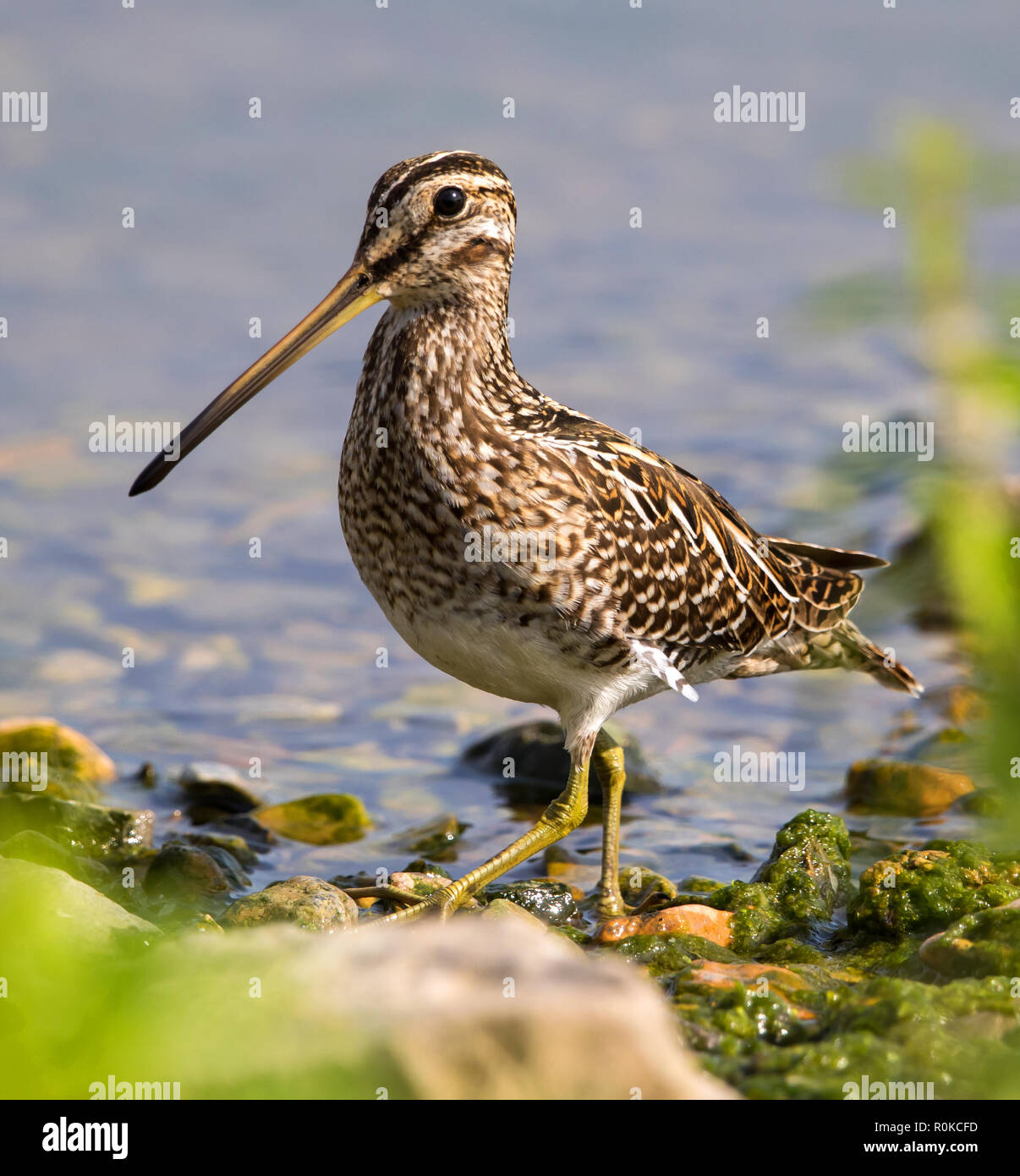 Common Snipe in close at Slimbridge WWT Stock Photo - Alamy