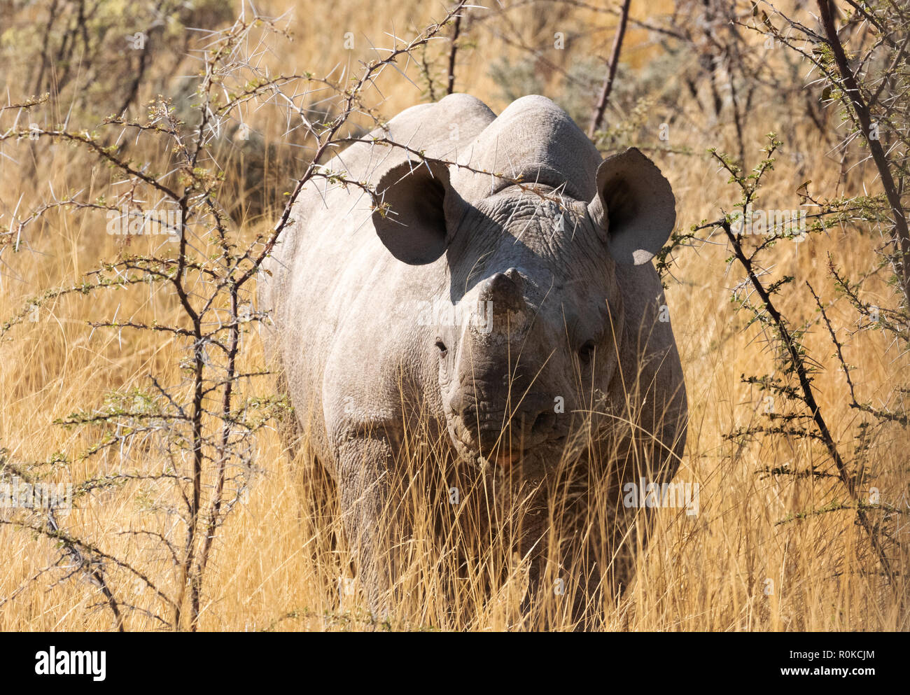Adolescent Black Rhino ( Black Rhinoceros Diceros bicornis ), Namibia ...