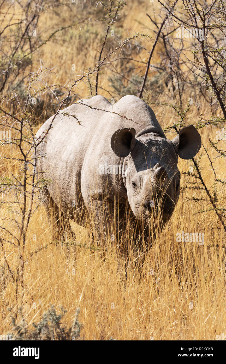 Young black rhinoceros hi-res stock photography and images - Alamy