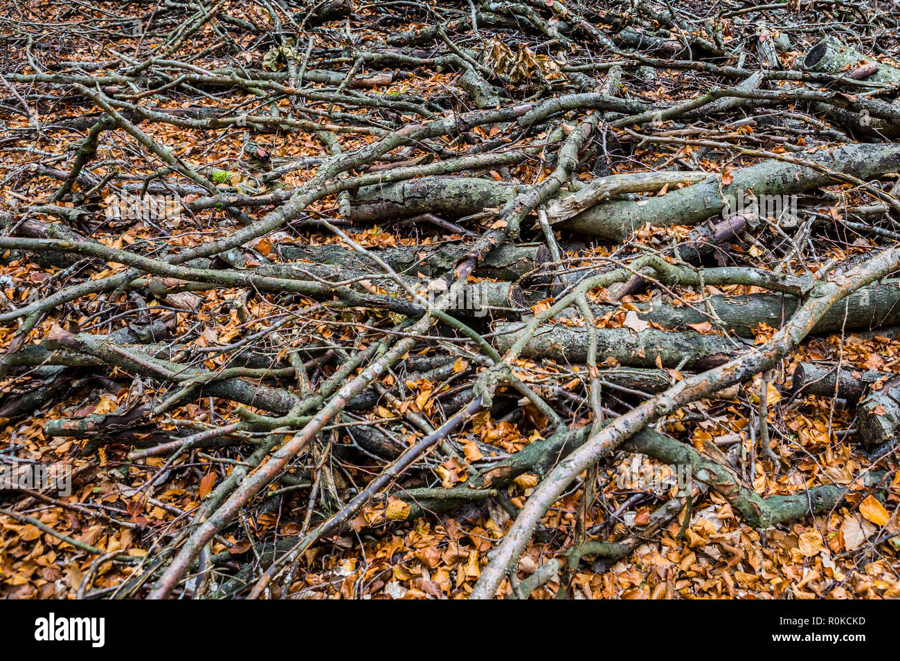 Pile of branches on forest floor after thunderstorms, Luxembourg ...