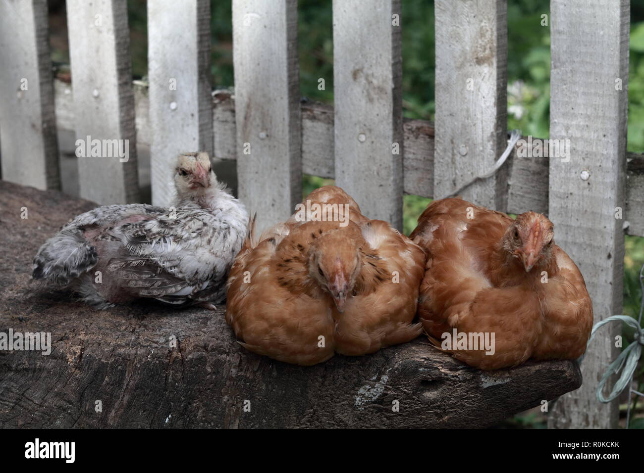 White chicken sitting on fence hi-res stock photography and images - Alamy