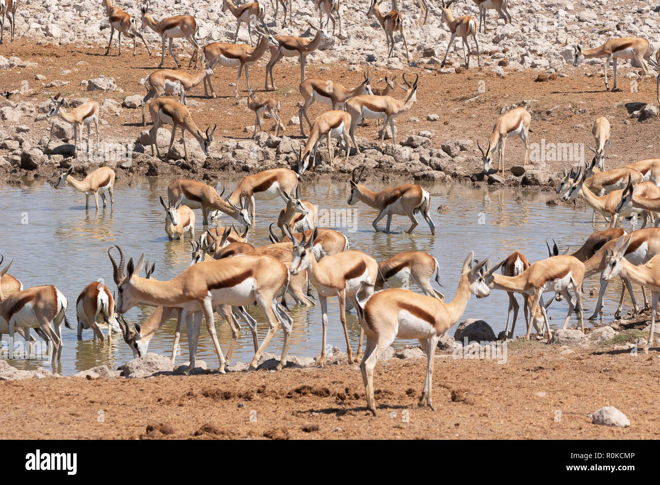 Namibia wildlife - a herd of Springboks ( Antidorcas marsupialis ) at ...