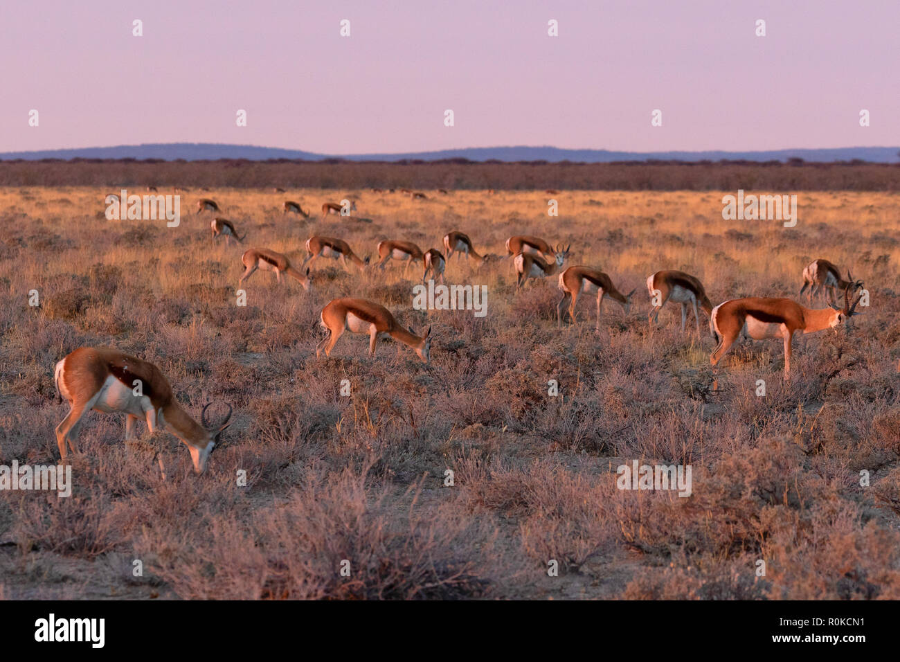 Springboks antelopes hi-res stock photography and images - Alamy