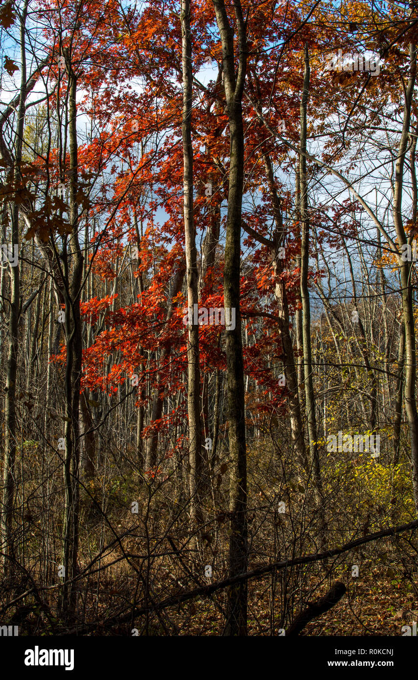 Beautiful fall colors at Indiana dunes state park, Indiana Stock Photo ...