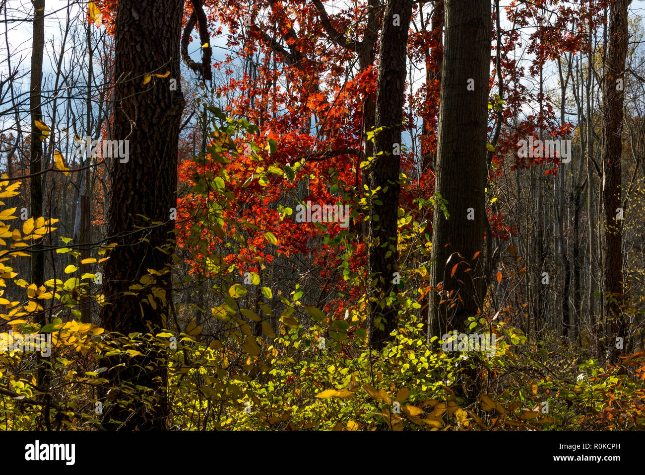 Beautiful fall colors at Indiana dunes state park, Indiana Stock Photo ...