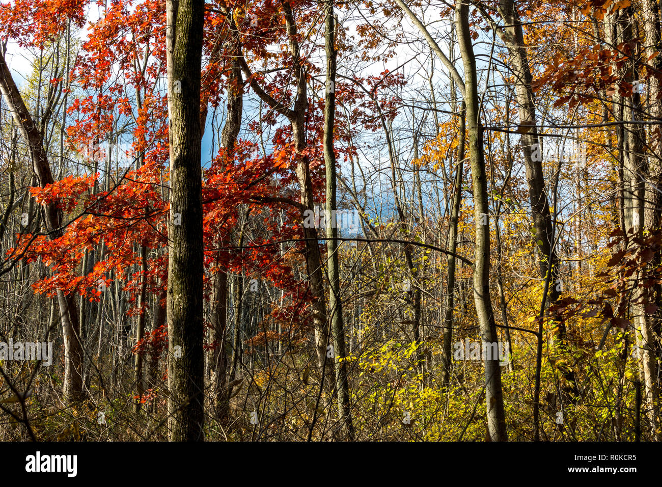Beautiful fall colors at Indiana dunes state park, Indiana Stock Photo ...