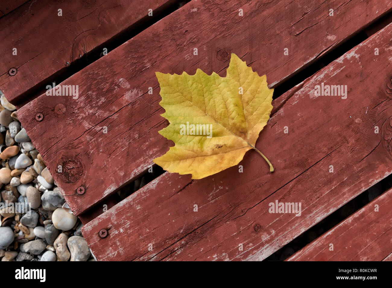 Sycamore change hi-res stock photography and images - Alamy