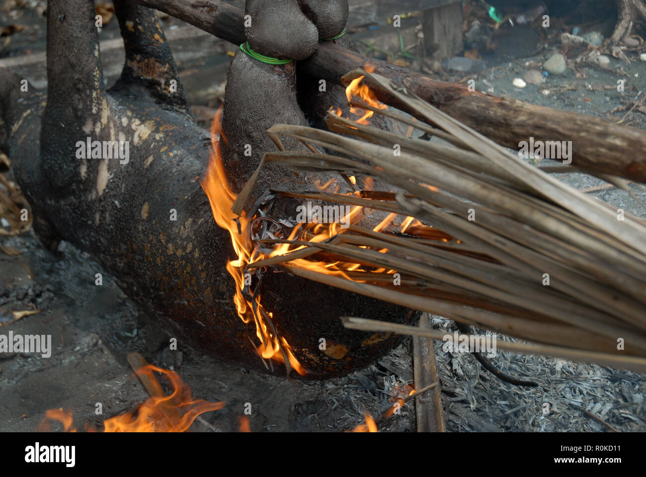 Man trying to start a fire to burn off the fur of a newly slaughtered ...