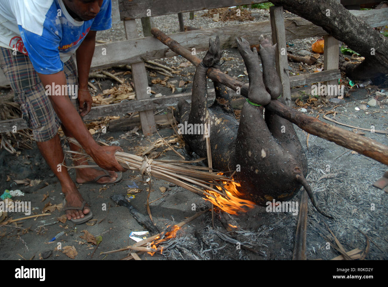 Man trying to start a fire to burn off the fur of a newly slaughtered ...