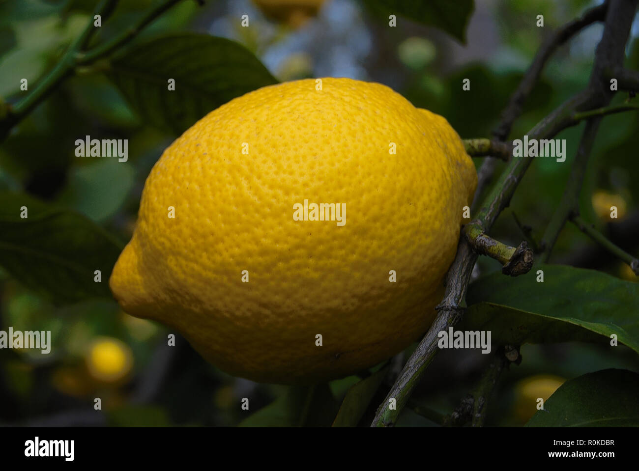 COLOR LEMON TREE 2 Stock Photo - Alamy