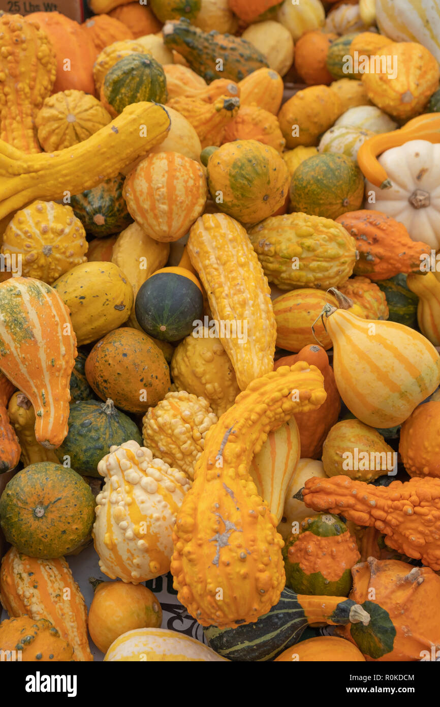 Food and pumpkins hi-res stock photography and images - Alamy