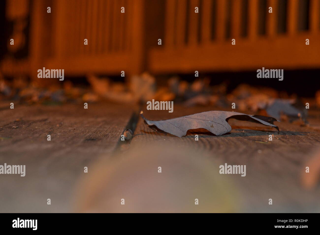 Fall debris on a wooden deck from the nearby hickory trees Stock Photo ...