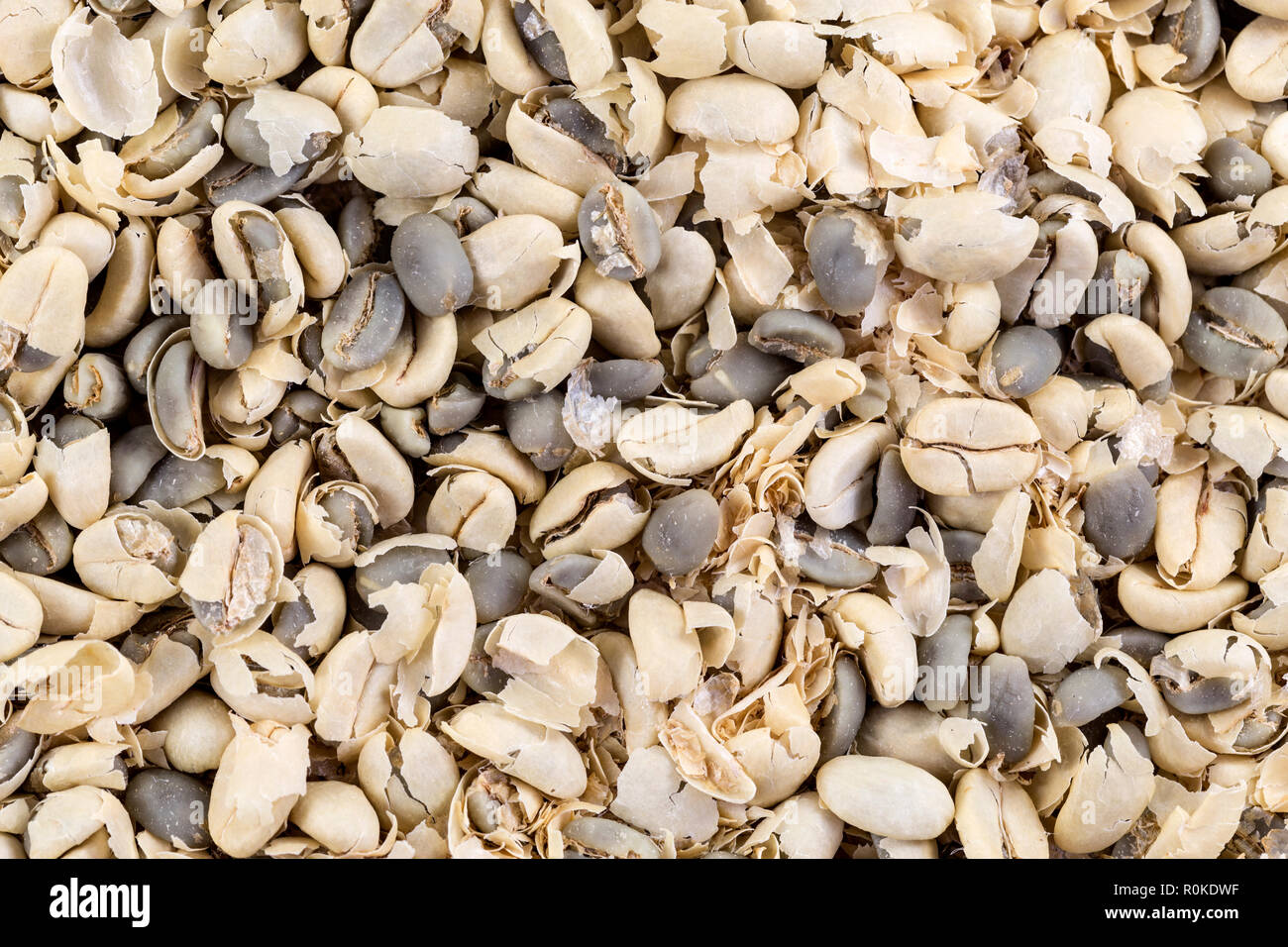 Green coffee beans during the parchment removal stage and prior to ...