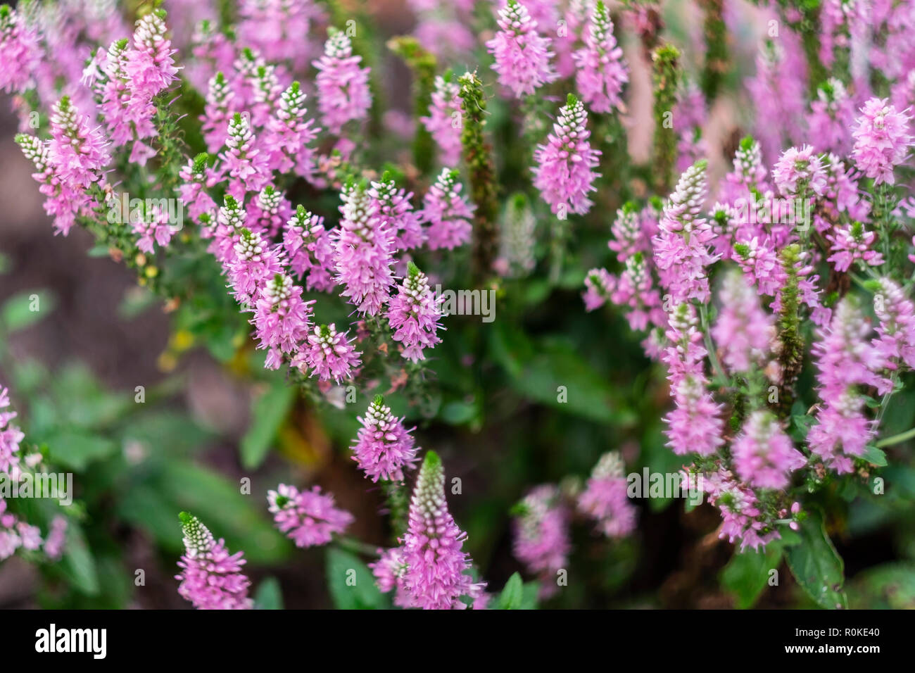 Arcado pink hyssop hi-res stock photography and images - Alamy