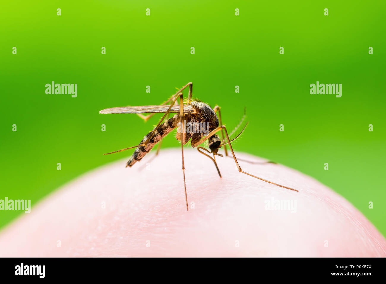 Yellow Fever, Malaria or Zika Virus Infected Mosquito Insect Macro on ...