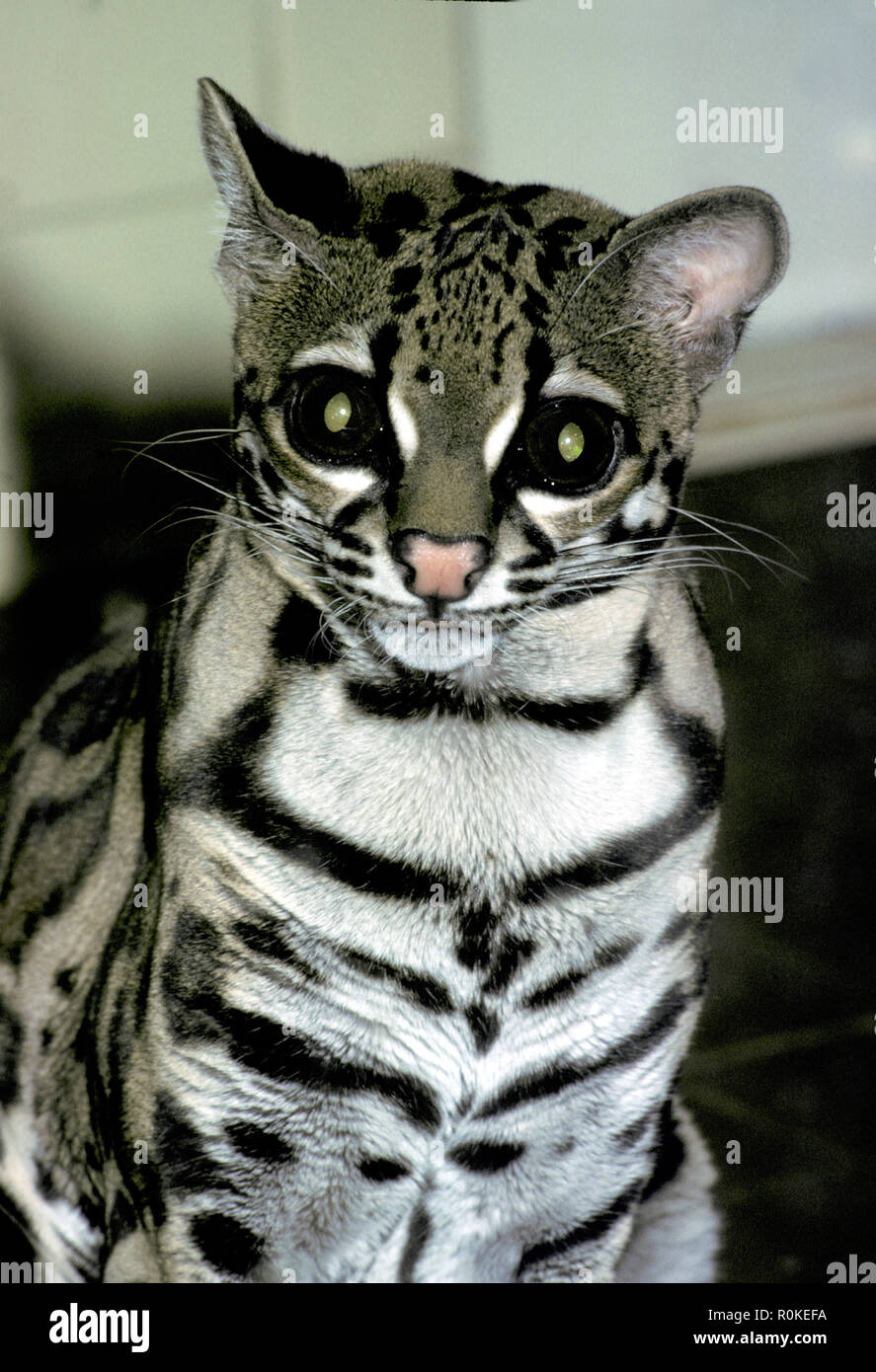 Pet Margay