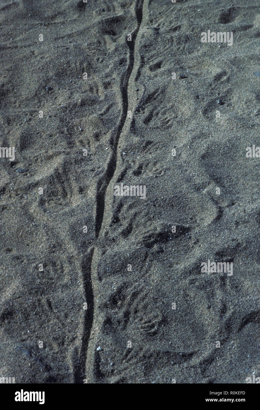 Iguana tracks hi-res stock photography and images - Alamy
