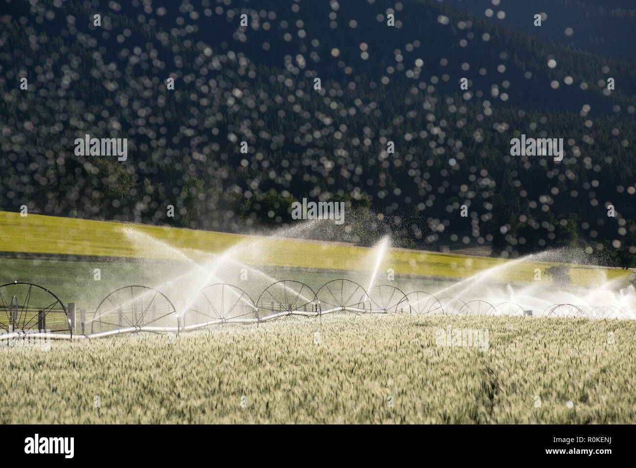 Grain wheel hi-res stock photography and images - Alamy