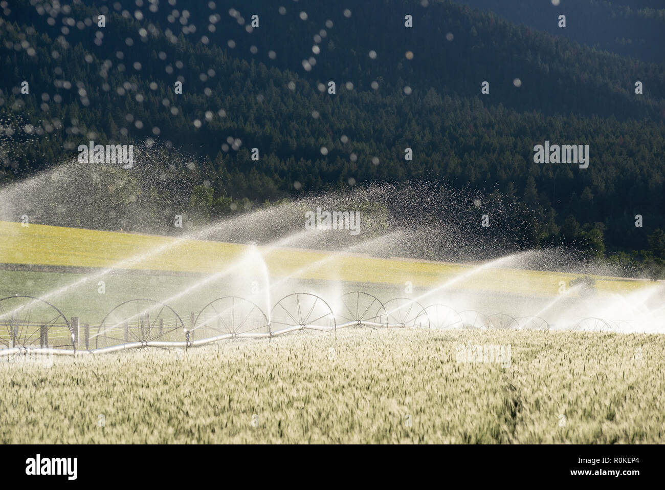 Water wheel irrigation hi-res stock photography and images - Alamy